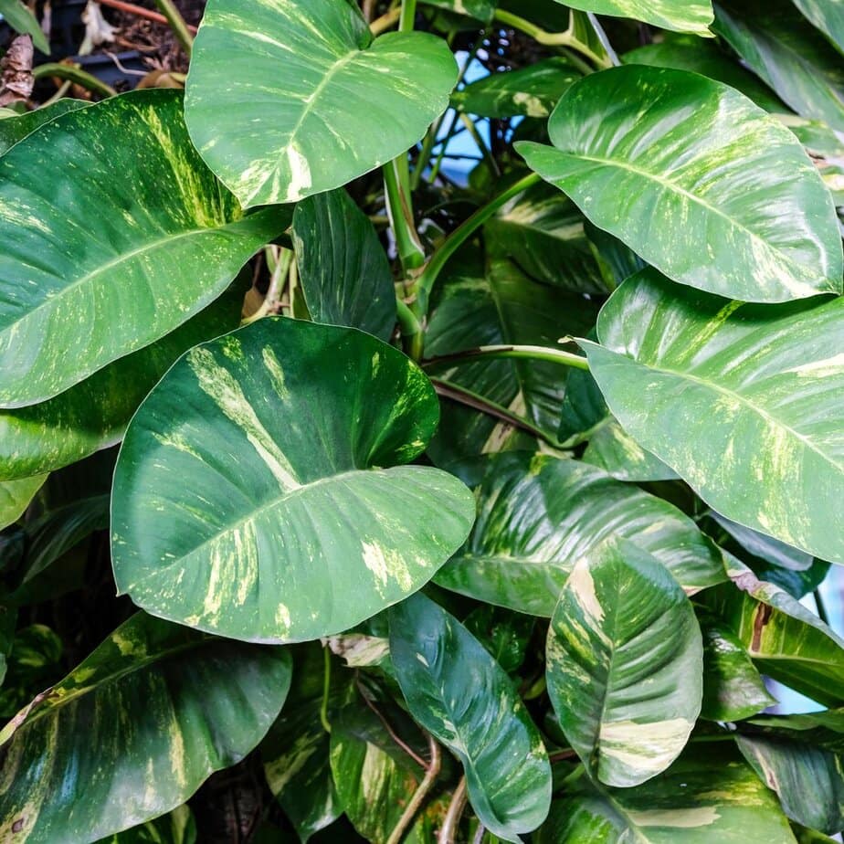 does pothos plant need sunlight
