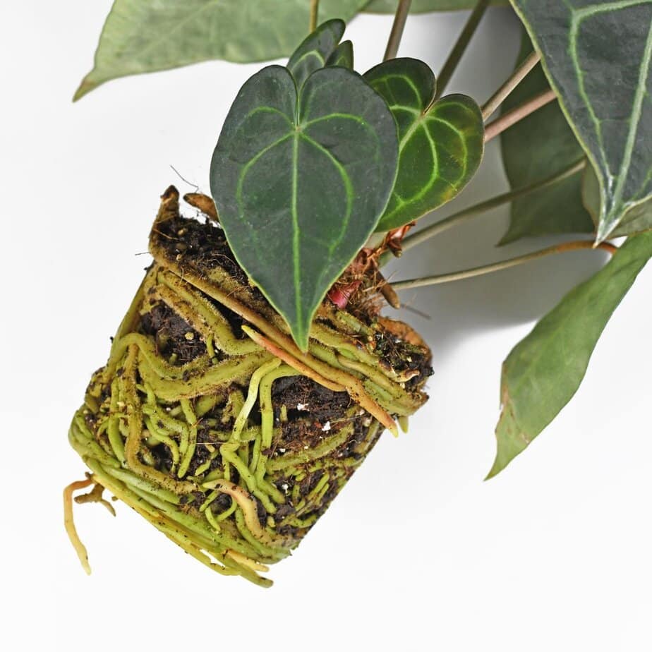 new plants from roots example