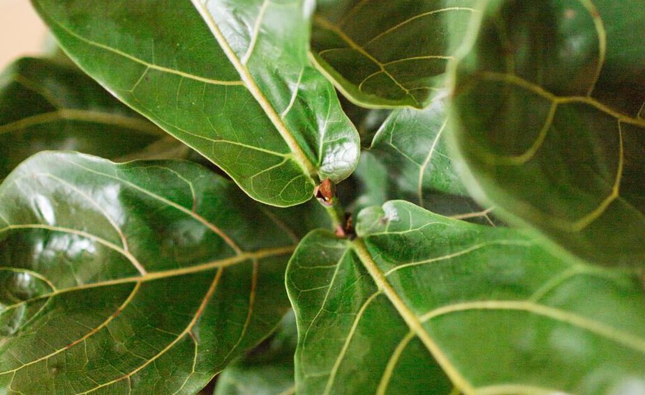 fiddle fig leaf watering