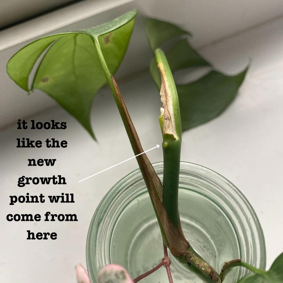 plant node propagation