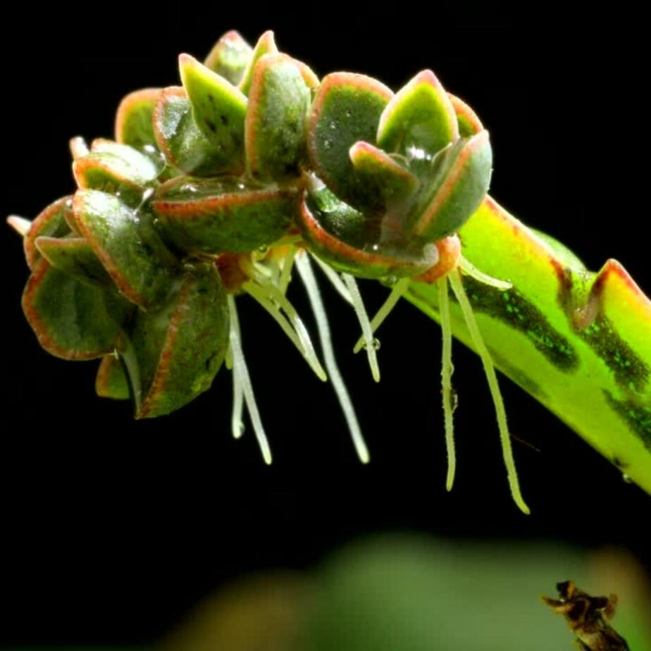 aerial stem examples plants