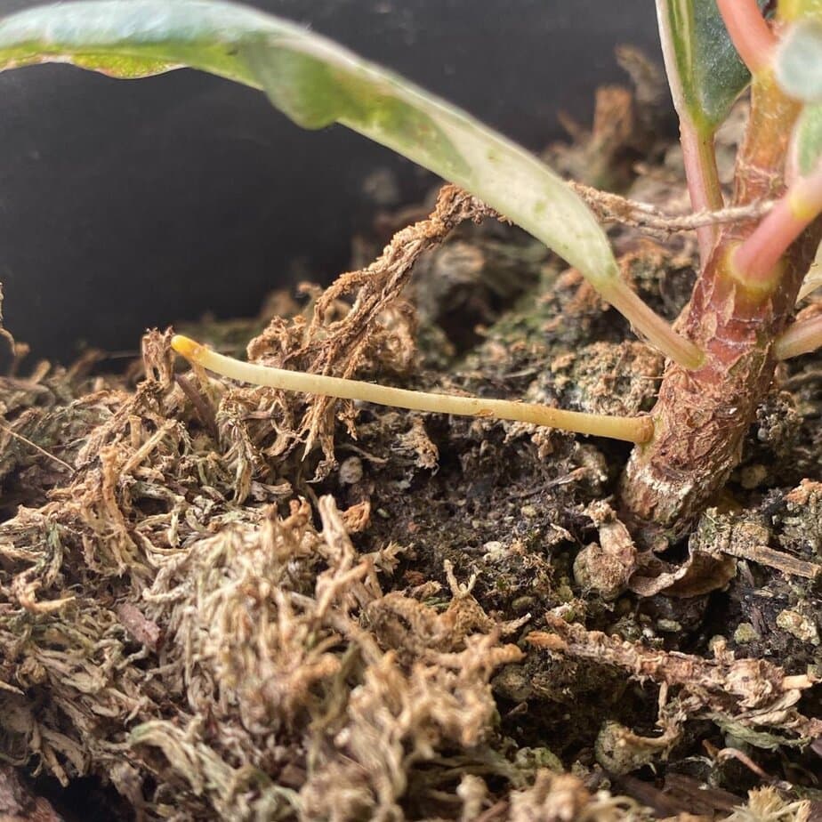 strangling aerial roots example