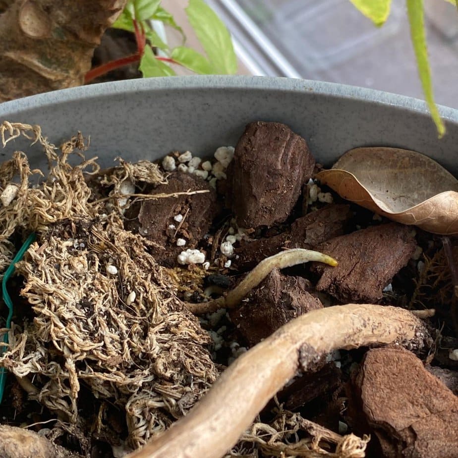 strangling aerial roots example