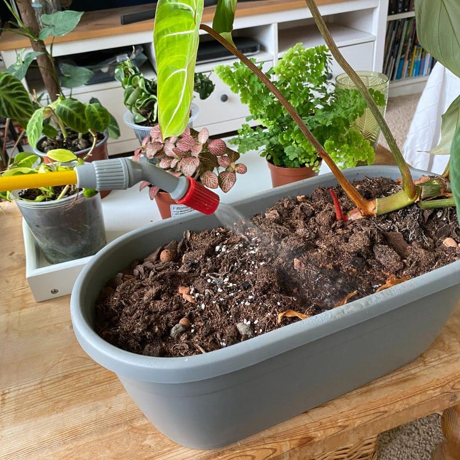 philodendron compost