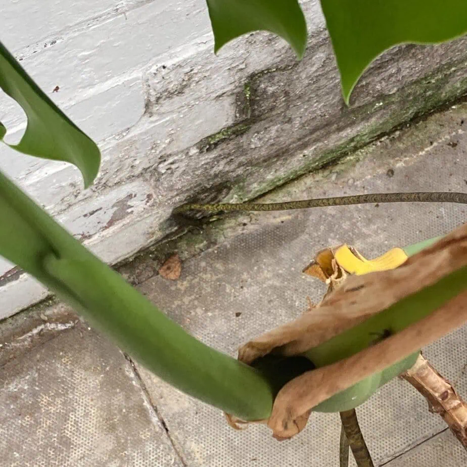 strangling aerial roots example