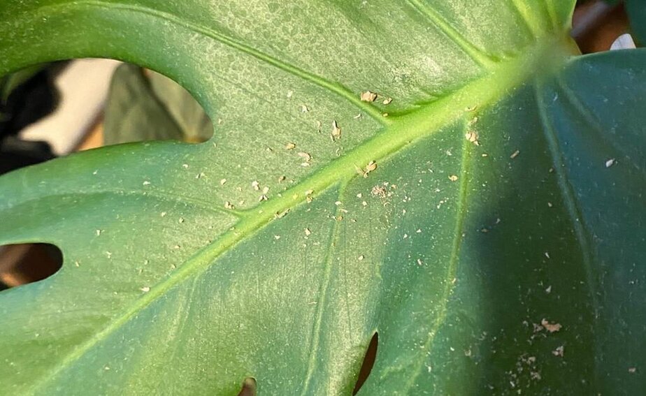 thrip larvae monstera
