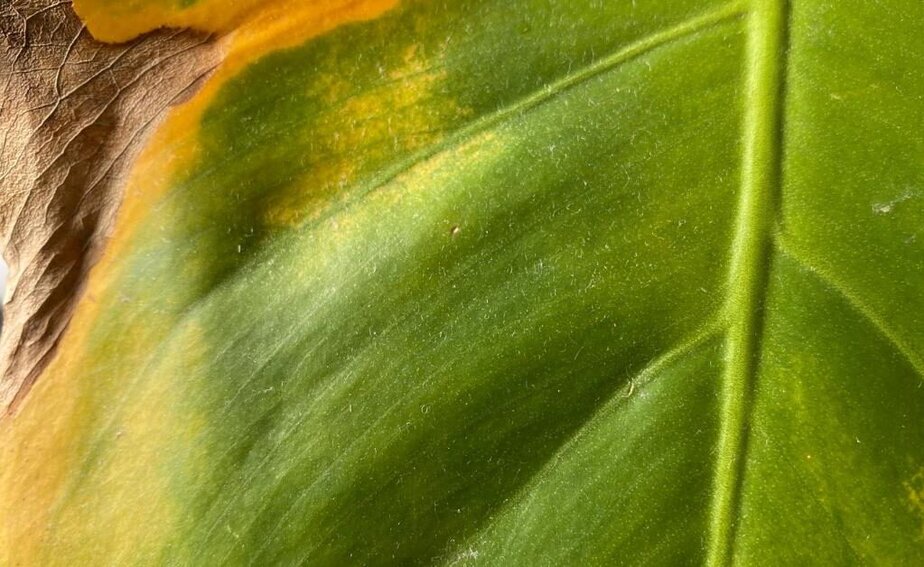 thrip larvae monstera