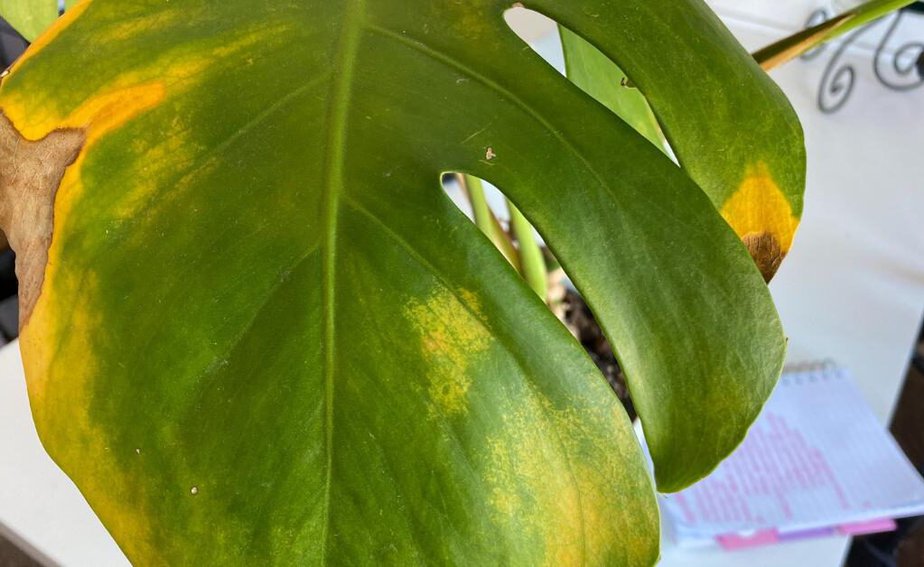 thrip larvae monstera