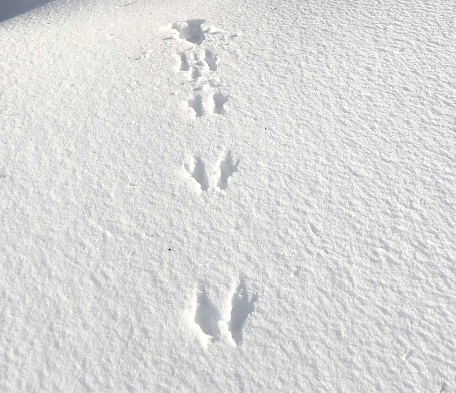 Grey Squirrel Tracks In Snow