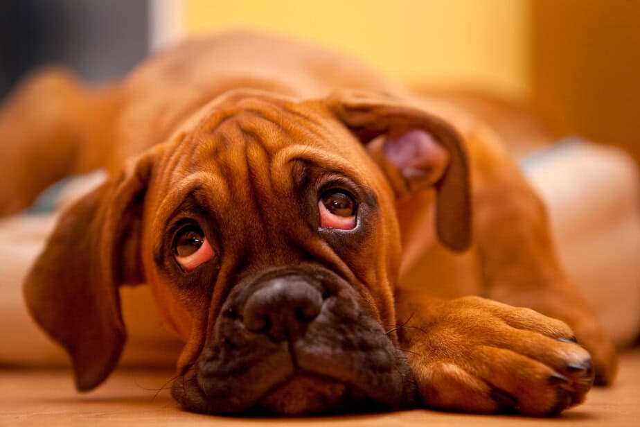 How Can I Fatten Up My Older Dog