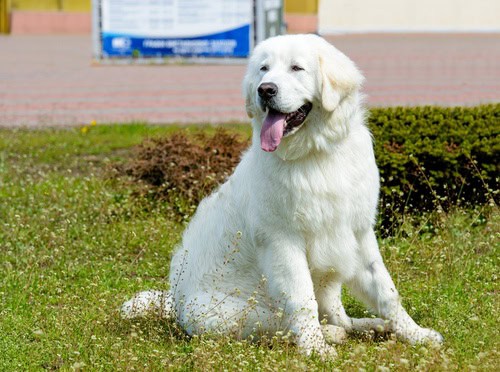 What Is Considered A Giant Dog
