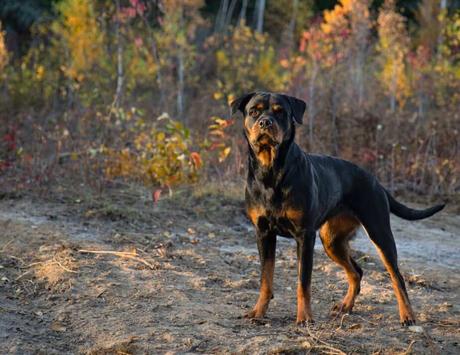 Whats The Most Aggressive Dog Breed