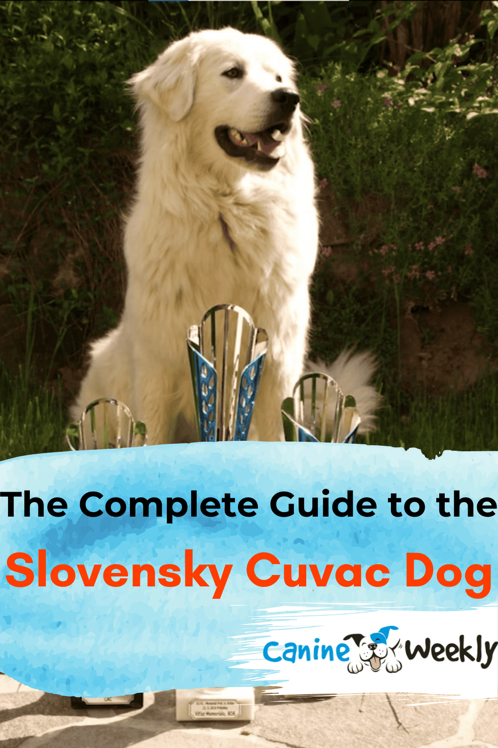 Are Slovensky Cuvacs Smart Dogs