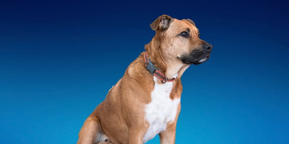 Are Mountain Curs Friendly Or Dangerous To Strangers