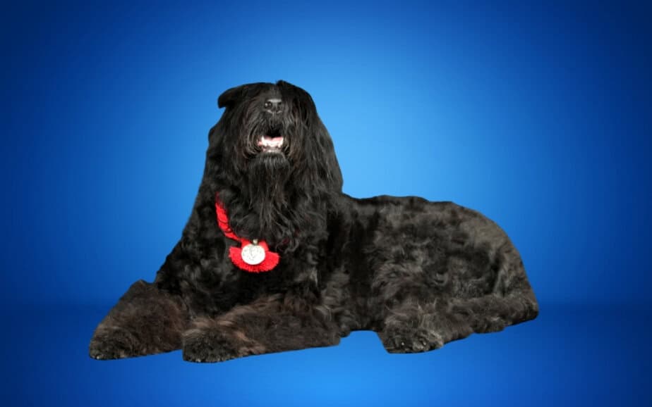 Russian Army Dog Breeds