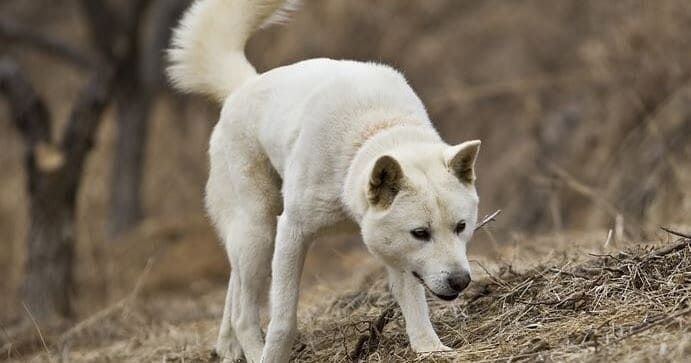 Are Jindo Puppies Lazy