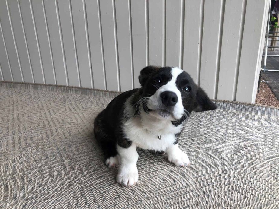 What Does It Mean When A Dog Keeps Gulping