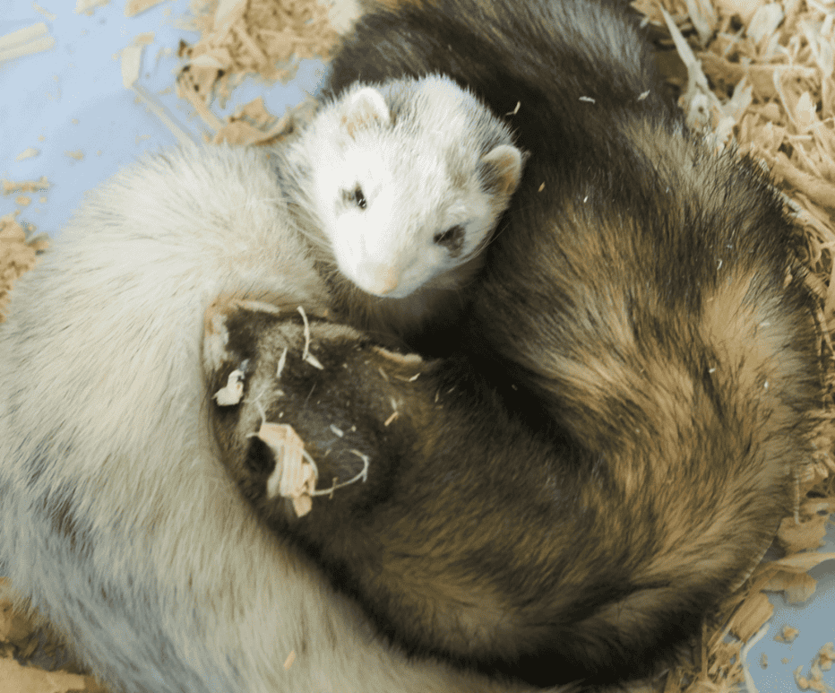Ferret Waking Up