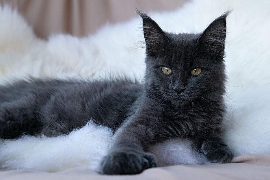 Zwarte En Bruine Maine Coon