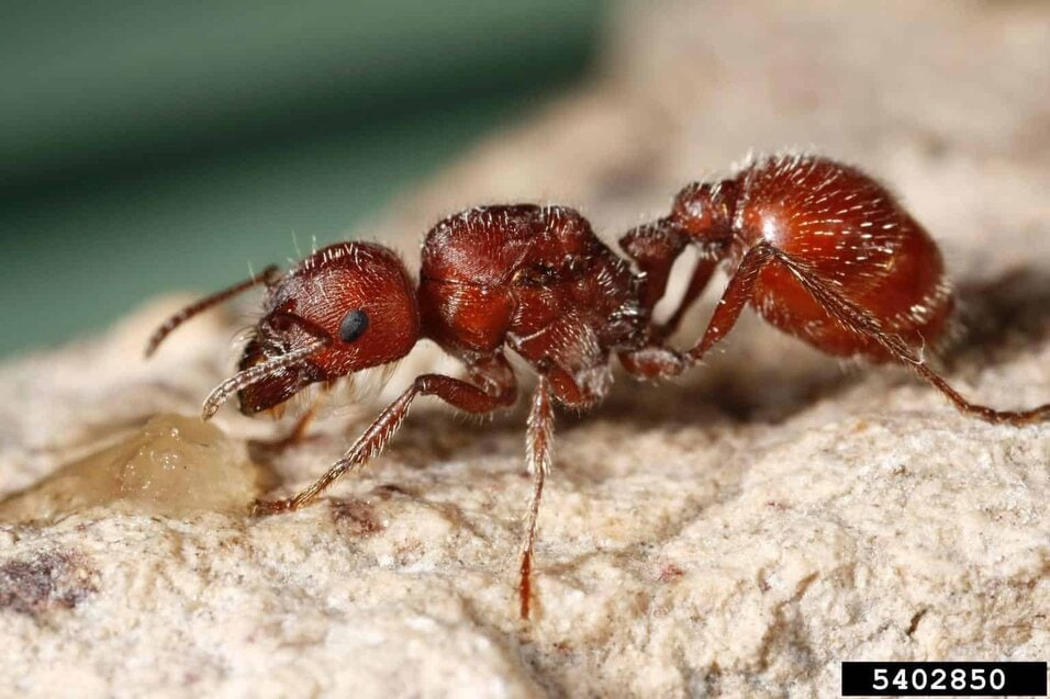 bright red ants
