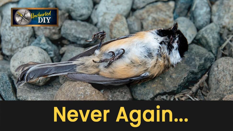 chickadee flying into window