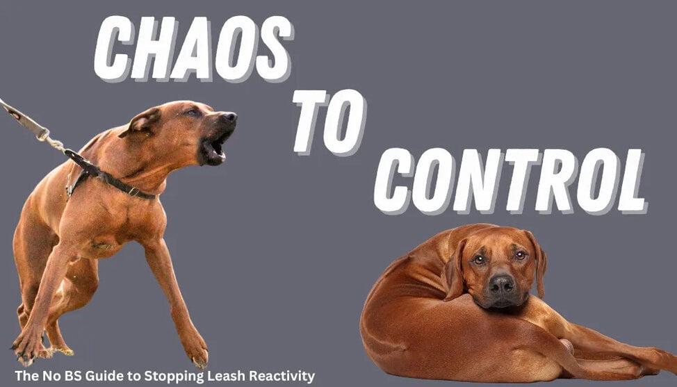 controlling aggressive dog behavior