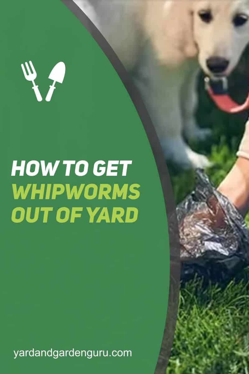 How Do You Get Rid Of Whipworms In Dogs