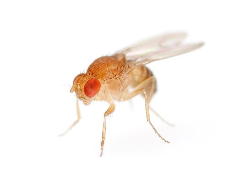 fruit flies bite me