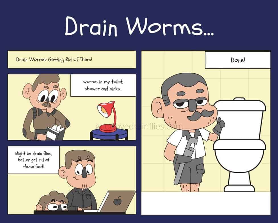 fruit fly maggots in sink