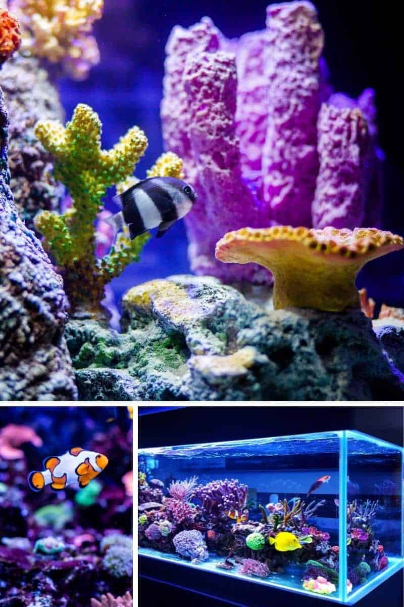 Aquarium Metal Halide Lighting Systems | Shelly Lighting