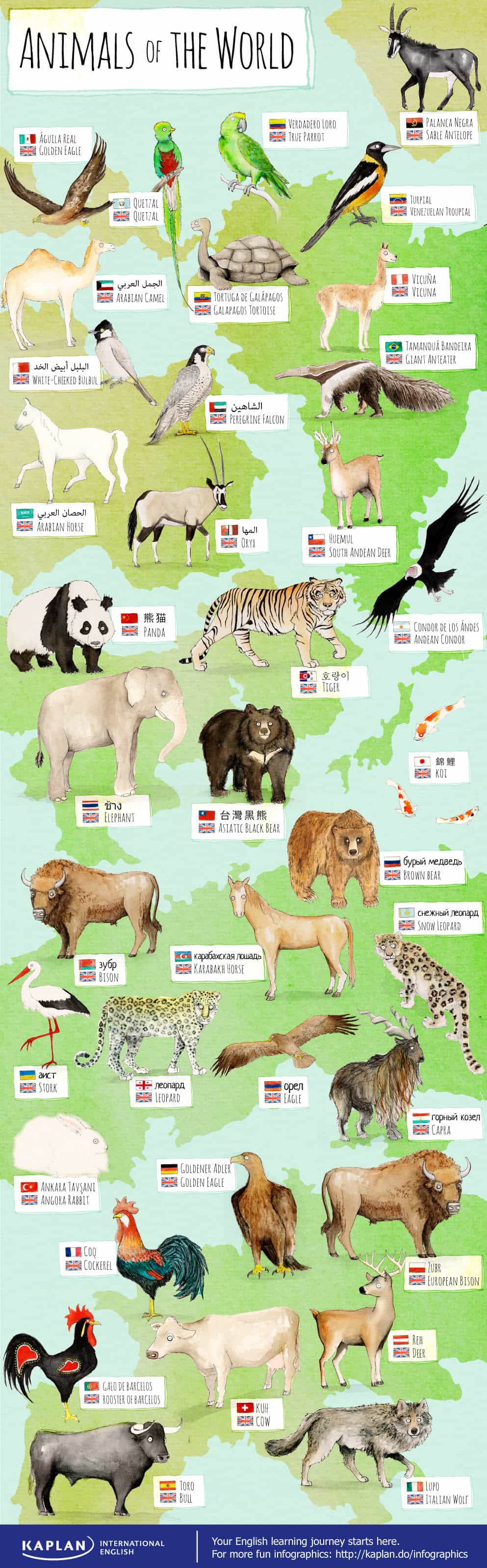 all animals chart
