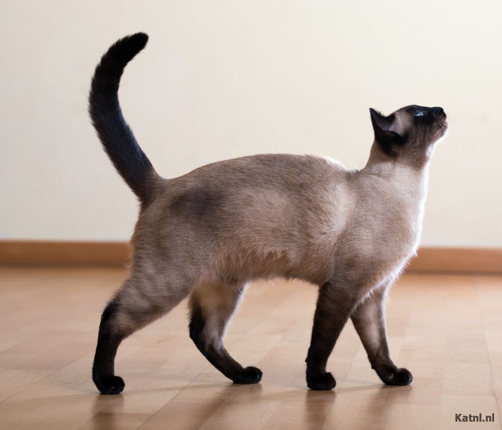 Siamese Kat MiYoni Siamese Kat 20 Cm