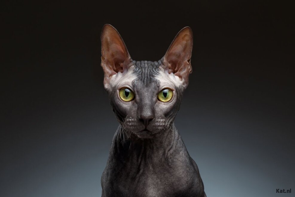 Zwarte Haarloze Kat