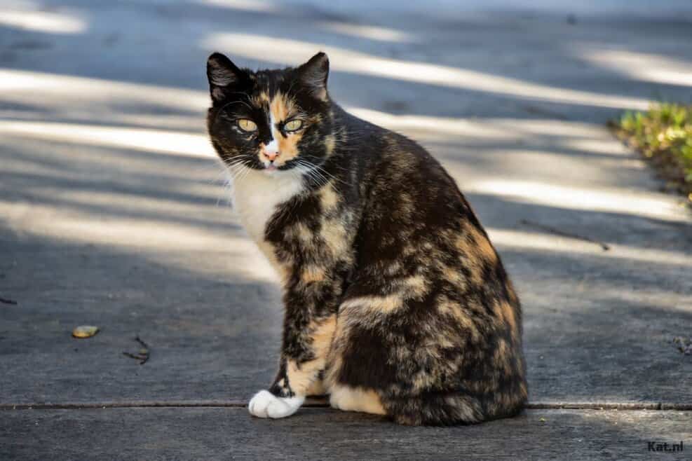Manx Kat