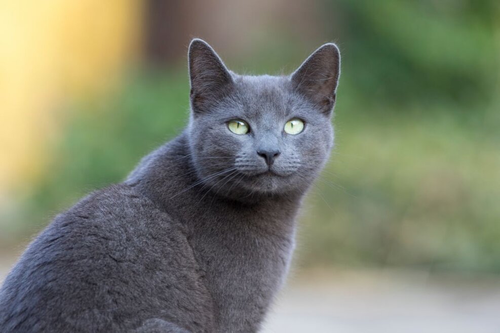 Mooiste Kat Ter Wereld