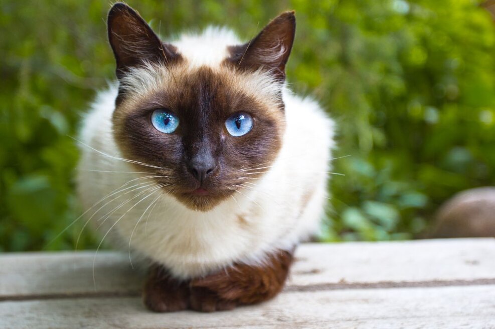 Mooiste Kat Ter Wereld Top 12 Leukste Kattenrassen Van 2024! Wat Past