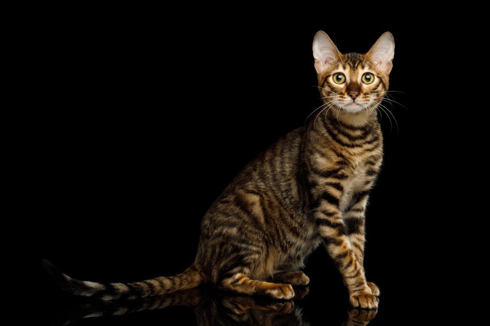Mooiste Kat Ter Wereld Tumblr