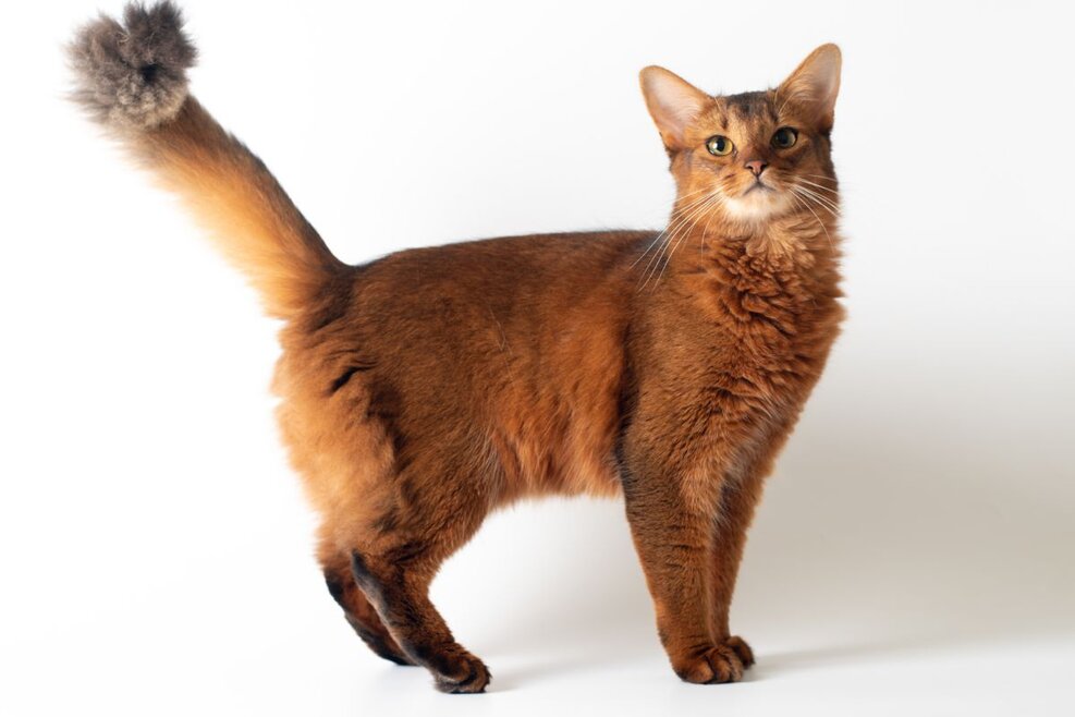 Pluizige Oranje Kattenrassen