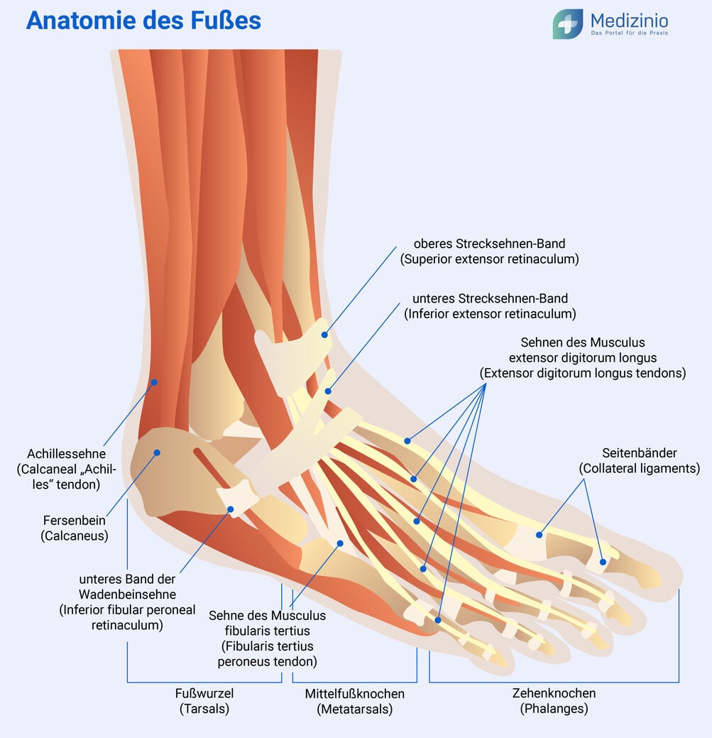 Anatomie Der Knochen Des Linken Fußes
