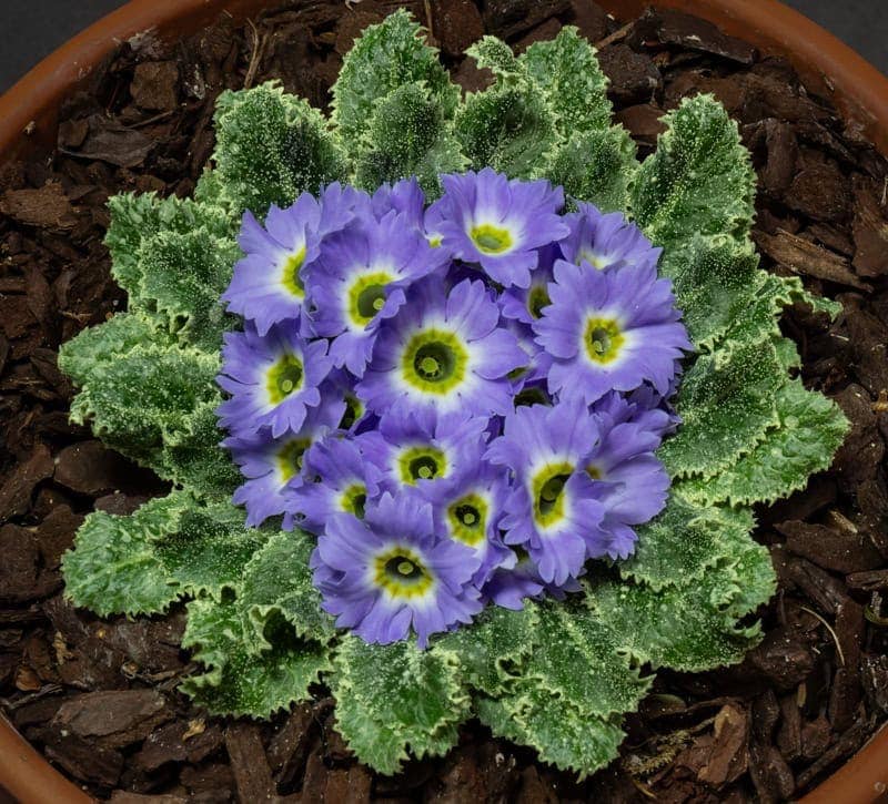 Home - Alpine Garden Society