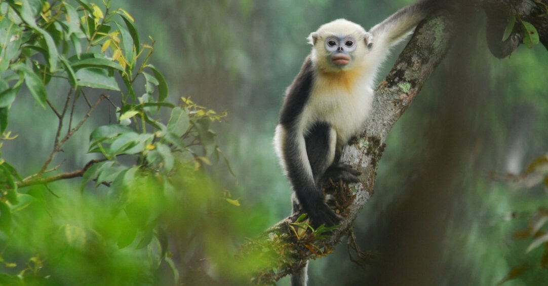 are capuchin monkeys extinct