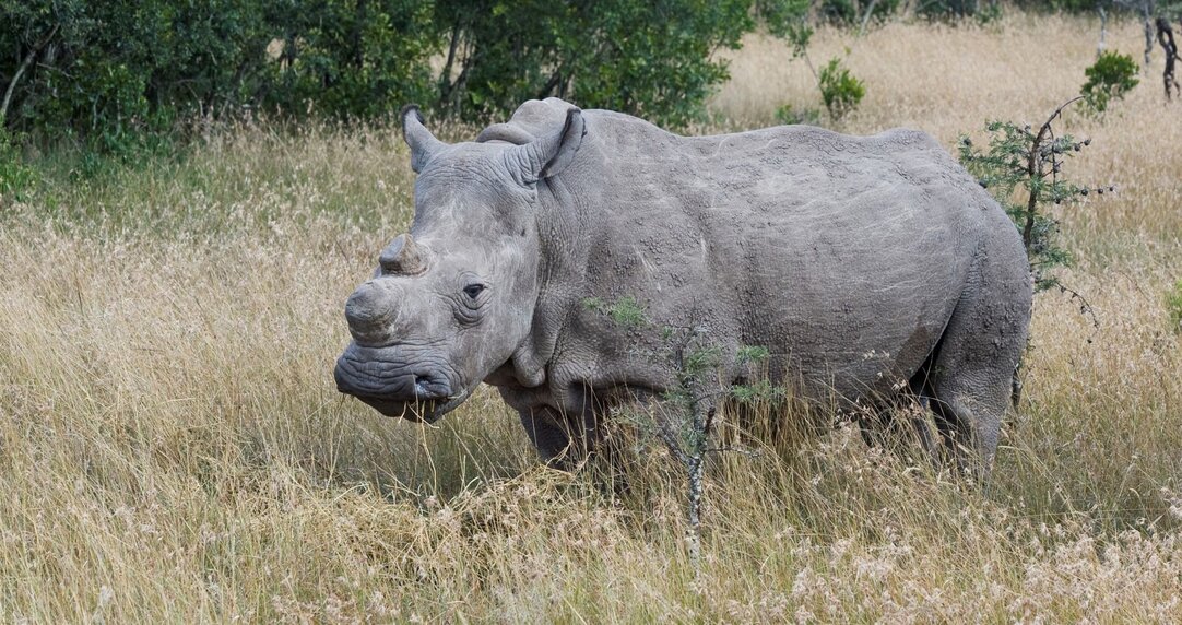 how often do rhinos mate