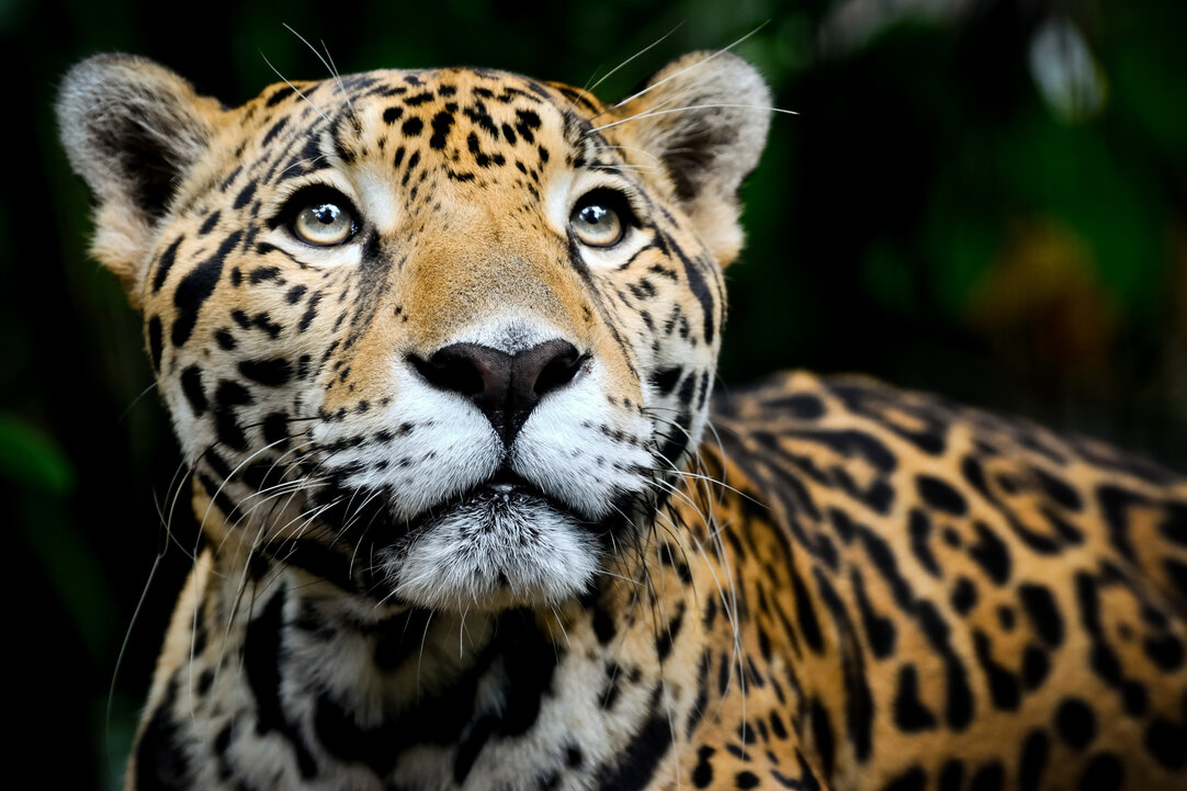 jaguar face