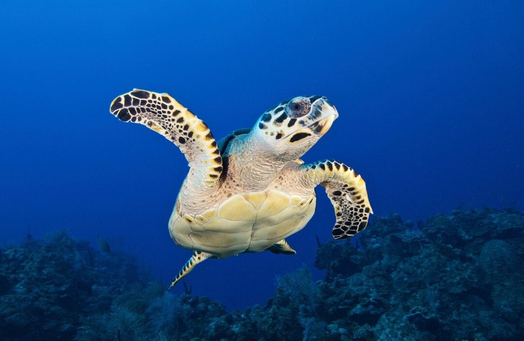 Hawksbill Sea Turtle