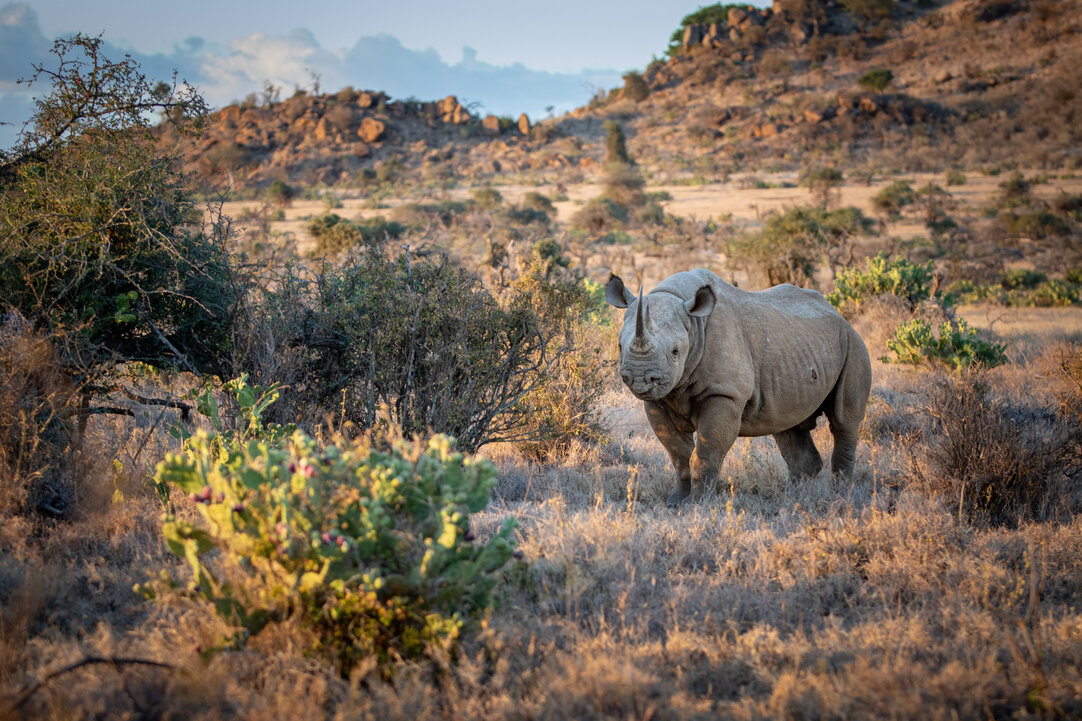 black eastern rhino