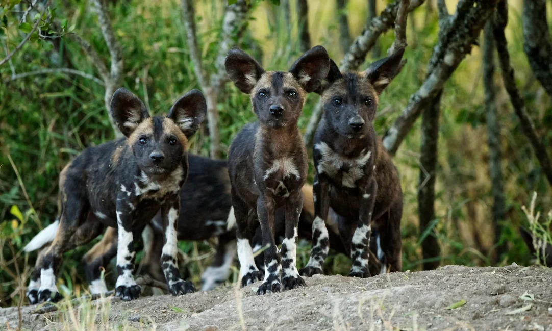 What Is The Biggest Wild Canine