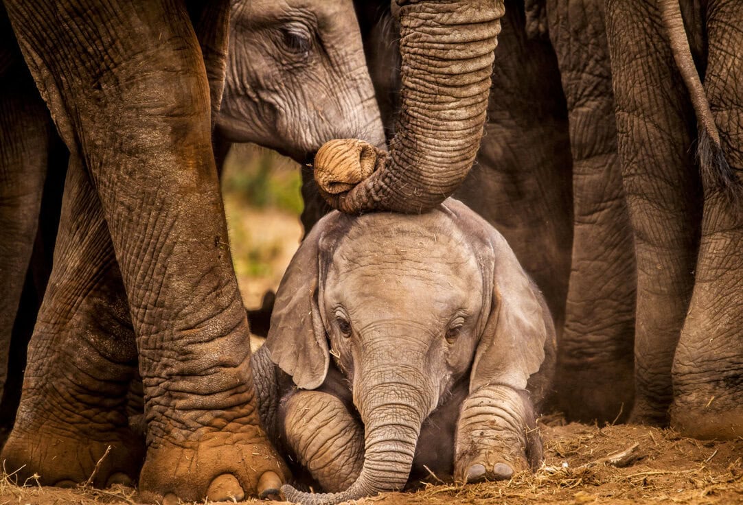 world small elephant