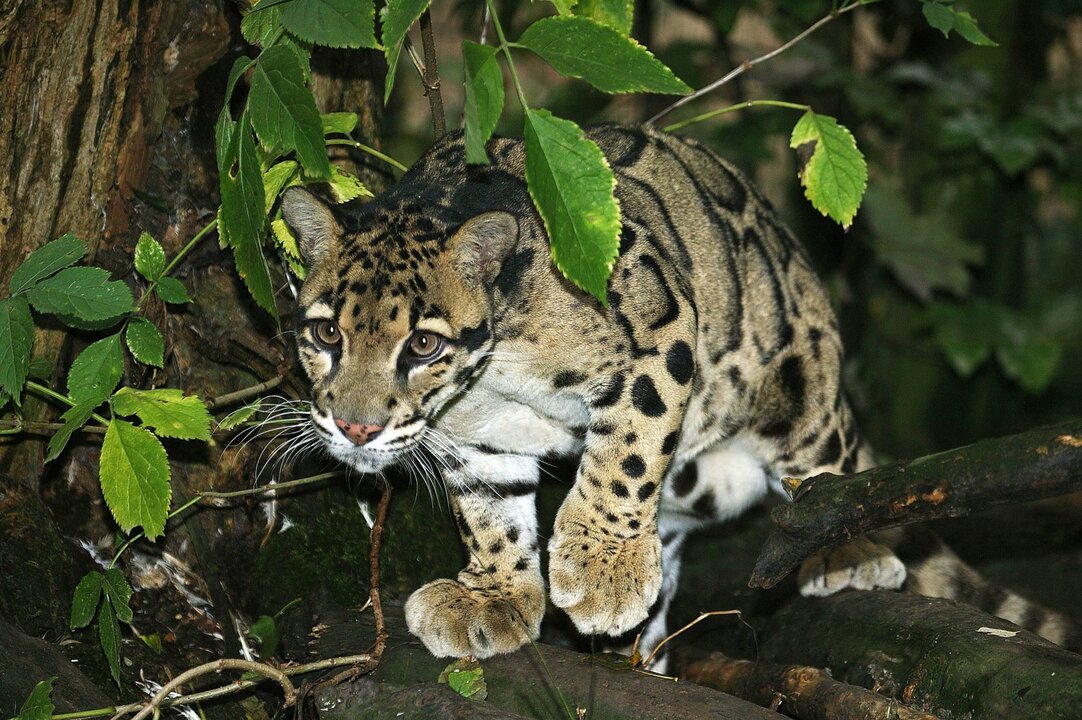 clouded leopard