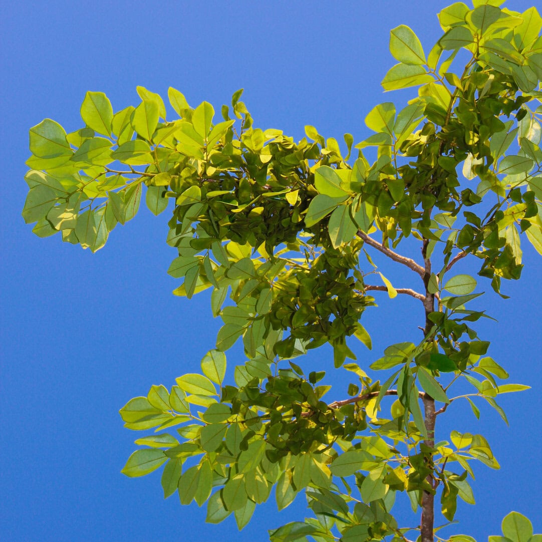 Rosewood Tree Endangered Rosewood Seedling Success Rewards A Decade Of
