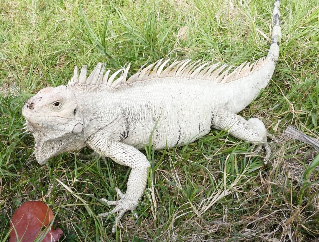 white iguna